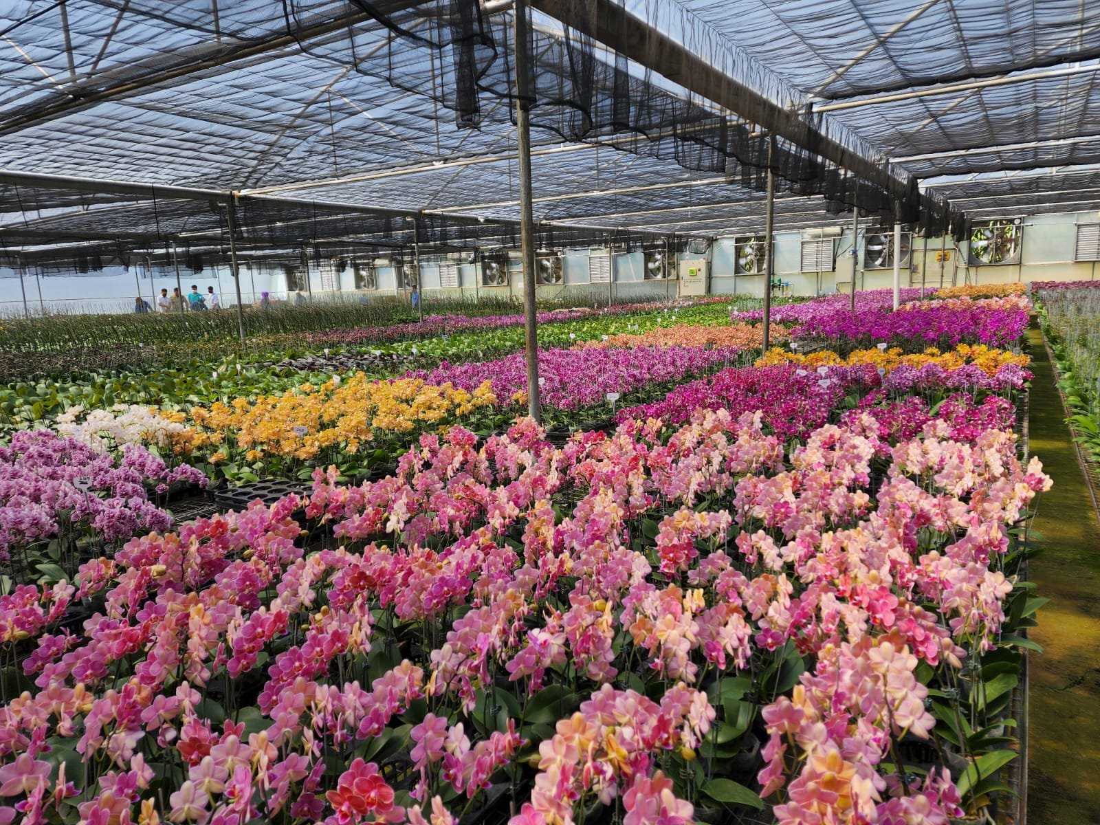 Flowering Greenhouse - Wilis Agro